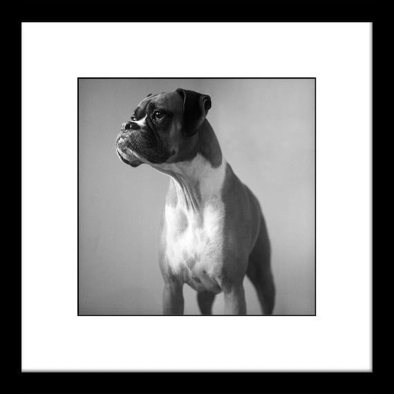 Cachorro Boxer Blanco Y Negro Boxer: ¡Todo Sobre Este Perro Alemán!