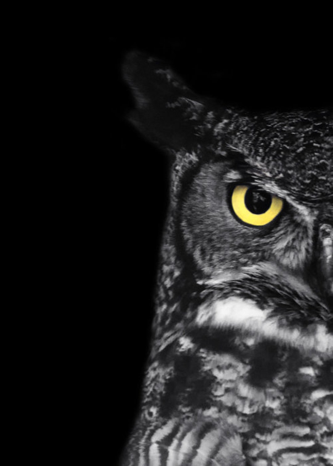 Great Horned Owl Photo - "ladybird" - Black and White Bird Photography ...