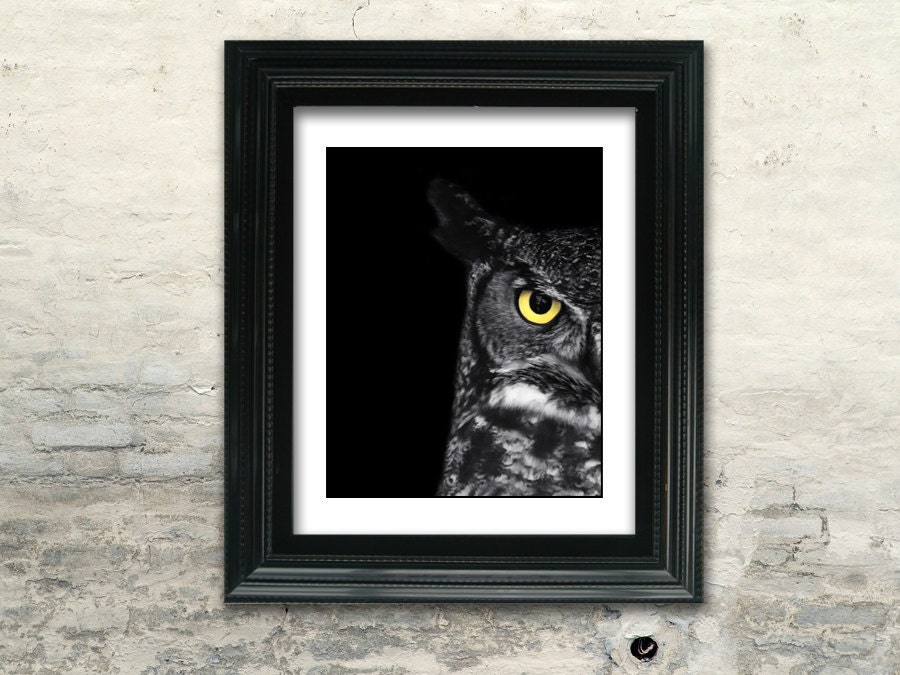 Great Horned Owl Photo - "ladybird" - Black and White Bird Photography ...
