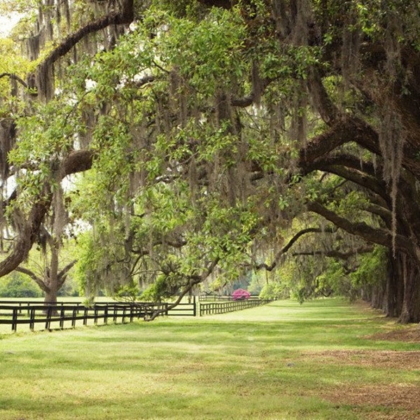 Spanish Moss Trees - Etsy