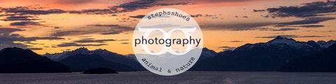 StephsShoes - Etsy