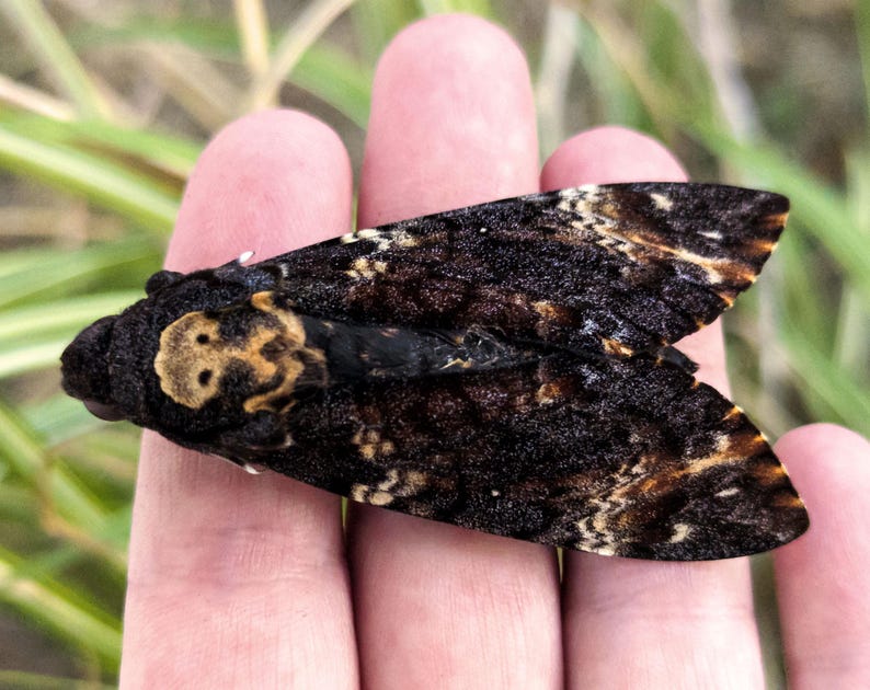 2 Real Death Head Hawk Moth Acherontia Atropos Unmounted Papered Pinned ...