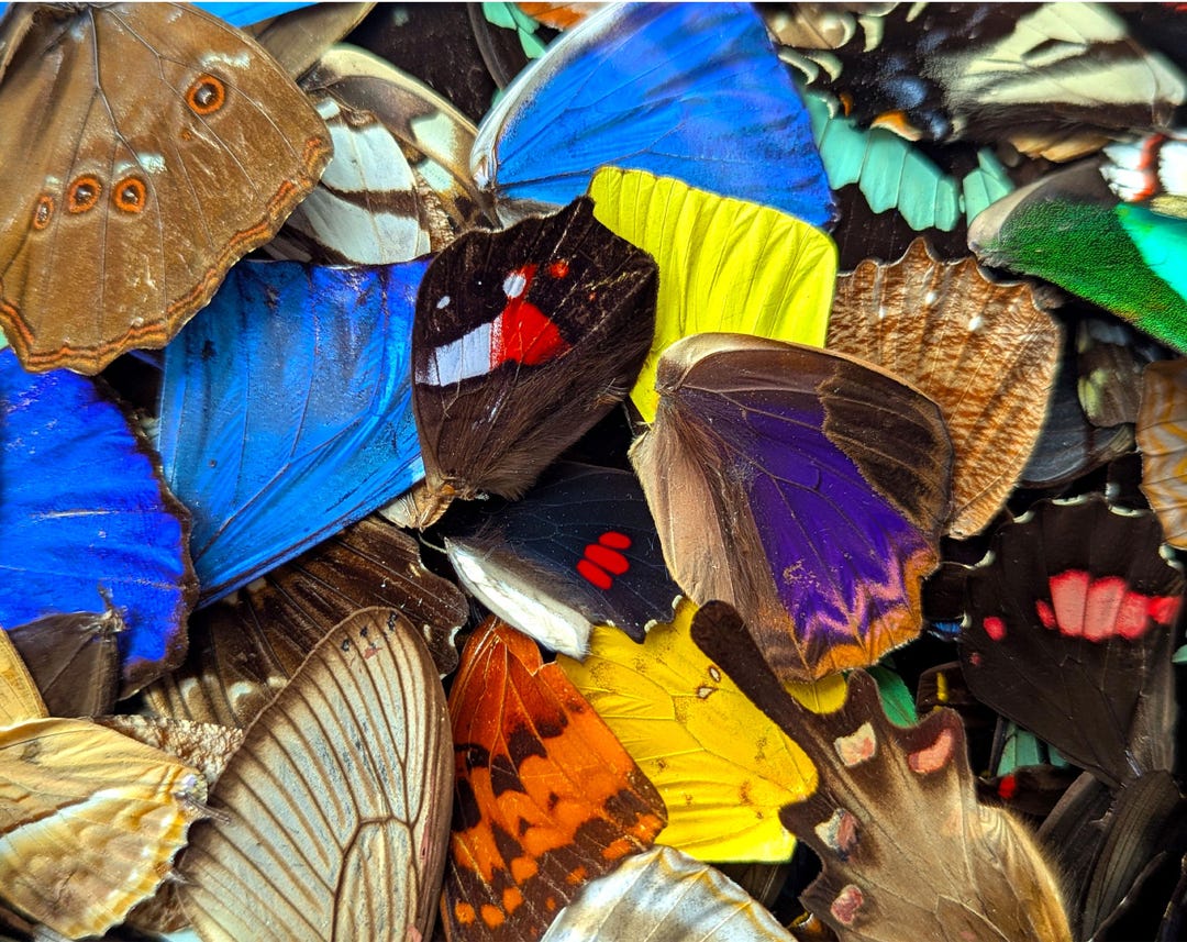 Real Butterfly Wings A2 for Crafts | 10x 20x 50x Natural Loose Wings ...