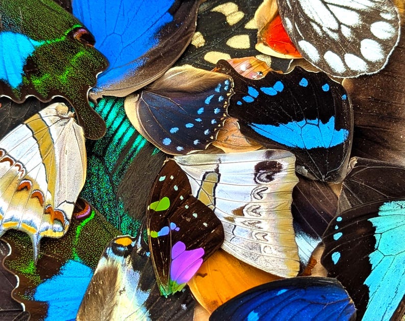 Real Butterfly Wings for Crafts | 10x 20x 50x Natural Loose Wings ...