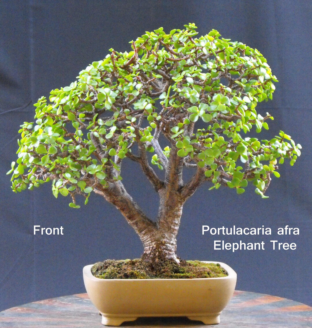 Elephant Tree Bonsai, Easy Tropical Houseplant - Etsy