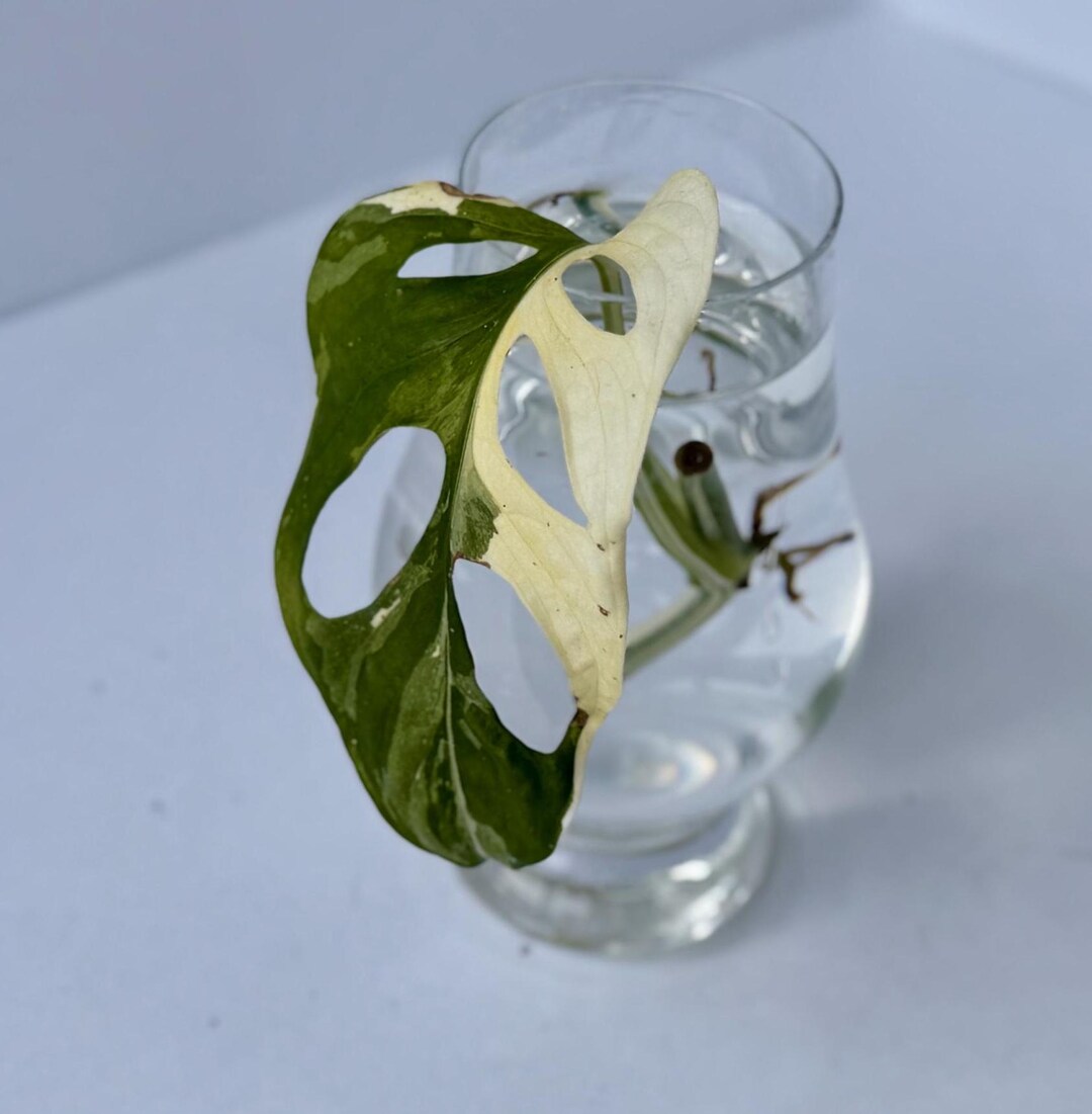 Monstera Adansonii 'albo' Variegated Half Moon, VERY RARE & Uncommon ...