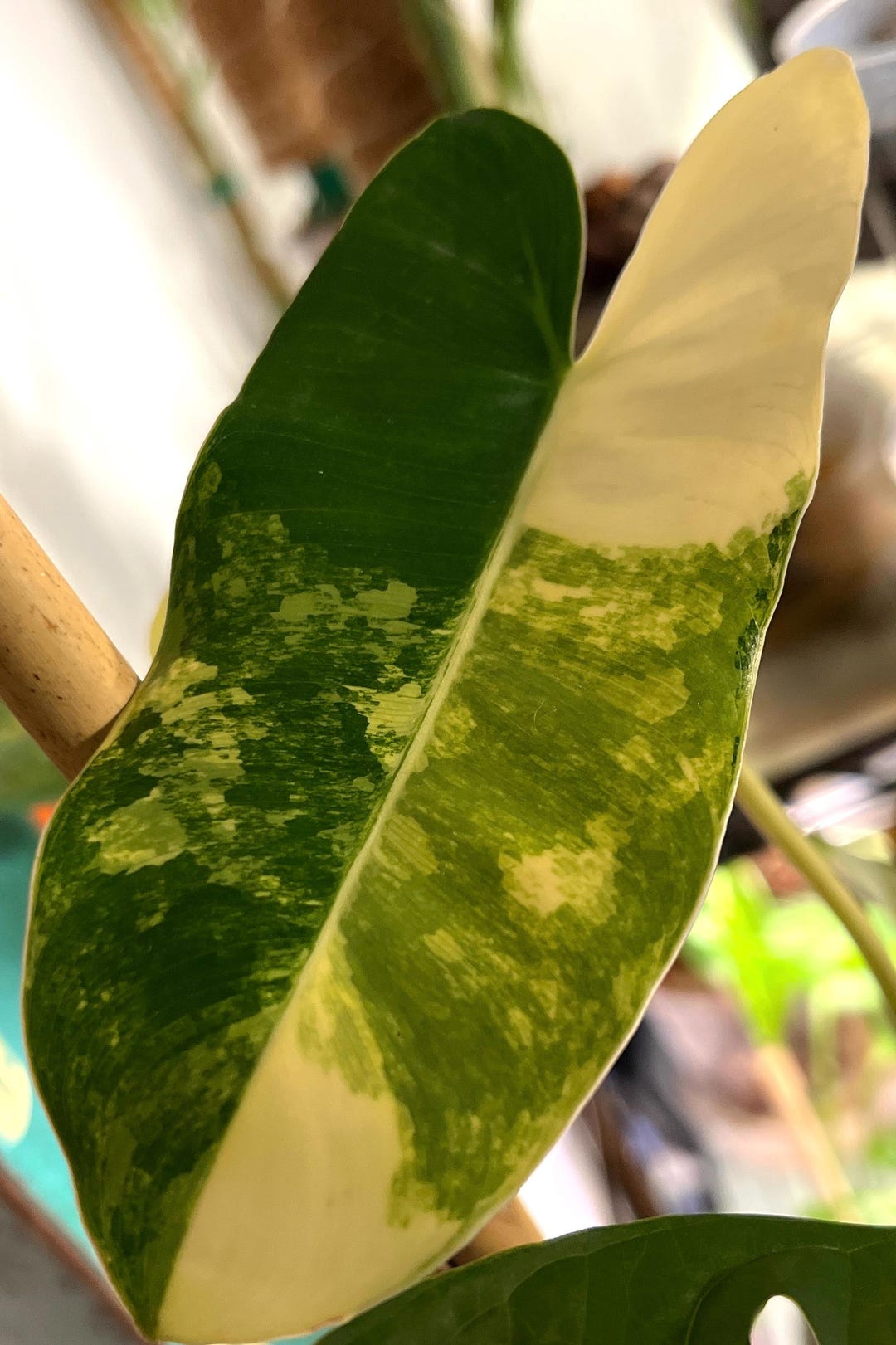 Philodendron 'burle Marx' Albo Variegata (high Variegation), Live Plant ...
