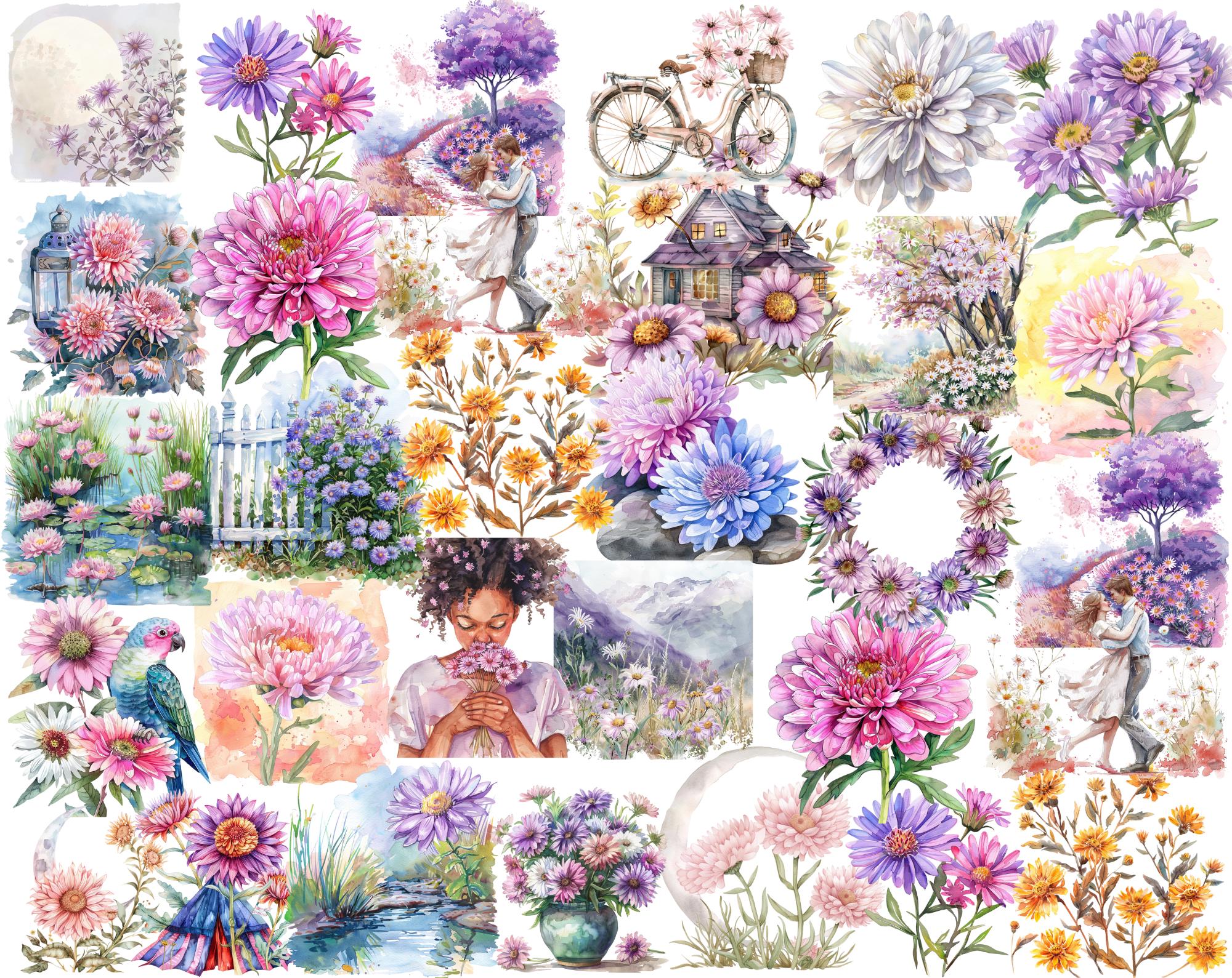Aster Flowers Watercolor Clipart Bundle, Asters Images, Floral Graphics ...
