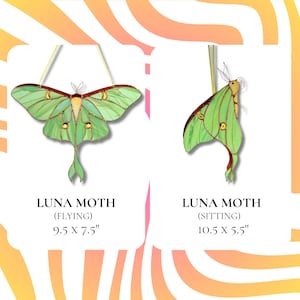 Luna Moth Stained Glass Window Hangings / Butterfly Artwork / Birthday ...