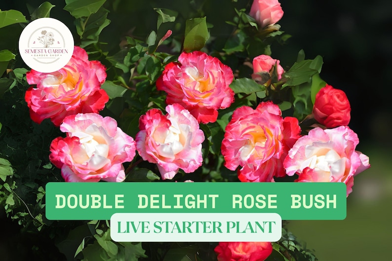 1 Double Delight Rose Bush Live Starter Plant in 2 Inch Pot – Fragrant ...
