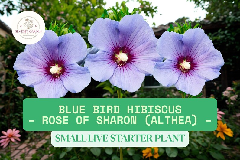 1 Blue Bird Hibiscus Bare Root Live Plant – Blue Flower With Red Center ...