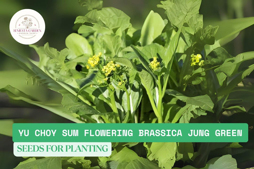 5g Sweet Yu Choy Sum Seeds (~1200pcs) - Chinese Flowering Cabbage, Fast ...