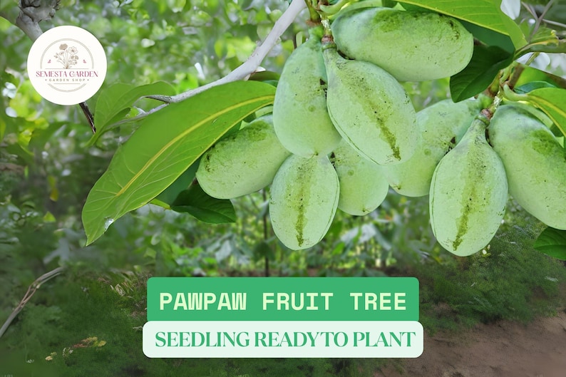 Paw Paw Tree Live Starter Plant | Indian Banana Quart Pot | 6–12" Tall Seedling | Edible Fruit ...