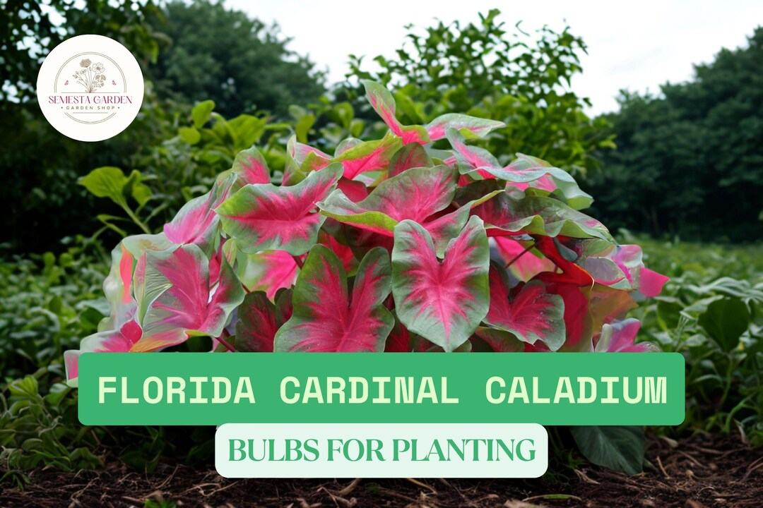 6 Florida Cardinal Caladium Bulbs for Planting – Vibrant Red-leaf Bulbs ...