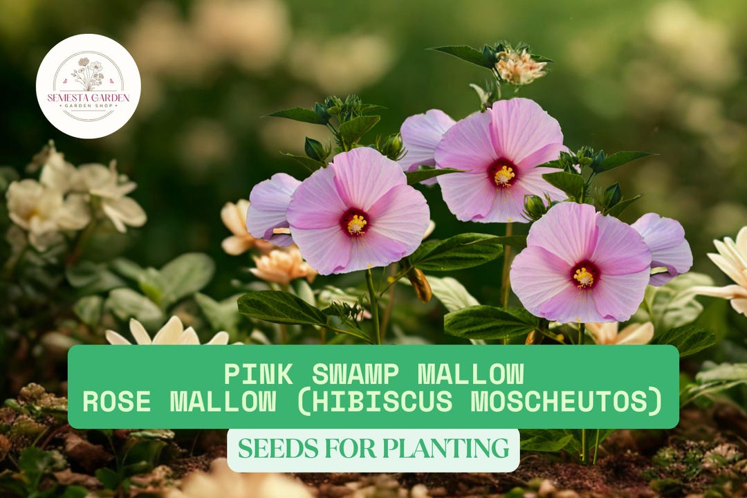 20 Pink Swamp Mallow Seeds | Hardy Hibiscus Moscheutos | Large Flower ...