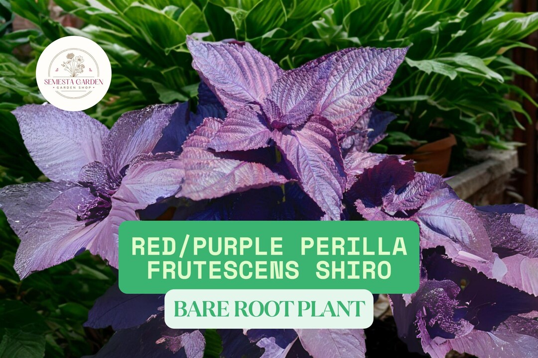 2 Bare Root Red/purple Perilla Frutescens 'shiro' Plants – Ornamental ...