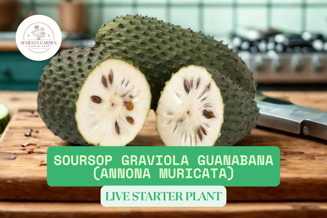 Soursop Tree Starter Plant – Annona Muricata Live Fruit Tree Plug 3–6 ...