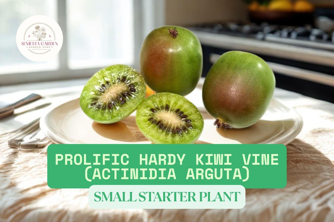 1 Prolific Hardy Kiwi Vine (actinidia Arguta) Small Starter Plant ...
