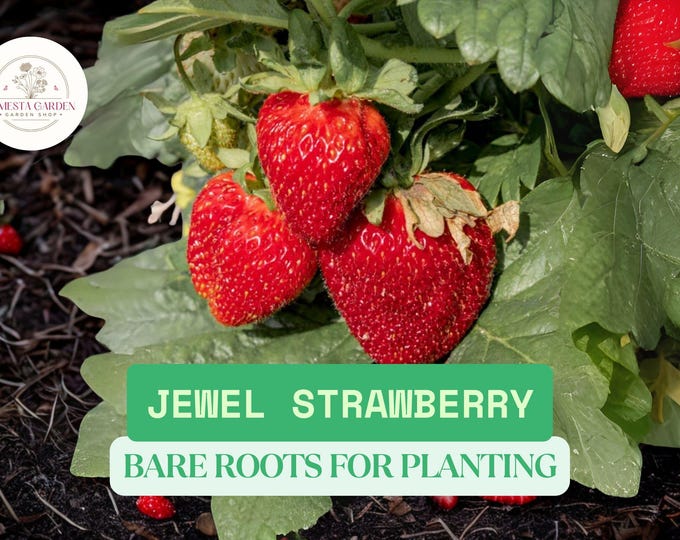 12 Strawberry Plants Jewel-superb Quality and Flavor(bundle of 12 Bare ...