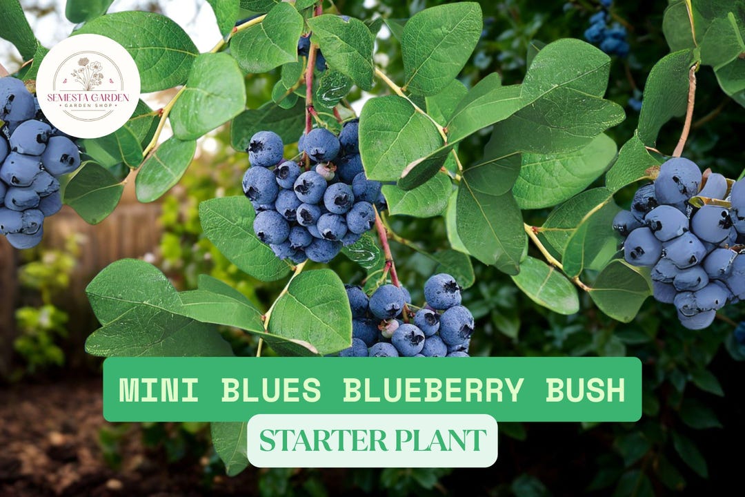 Mini Blues Blueberry Bush – 1 Live Dwarf Plant – Ships Bare Root ...