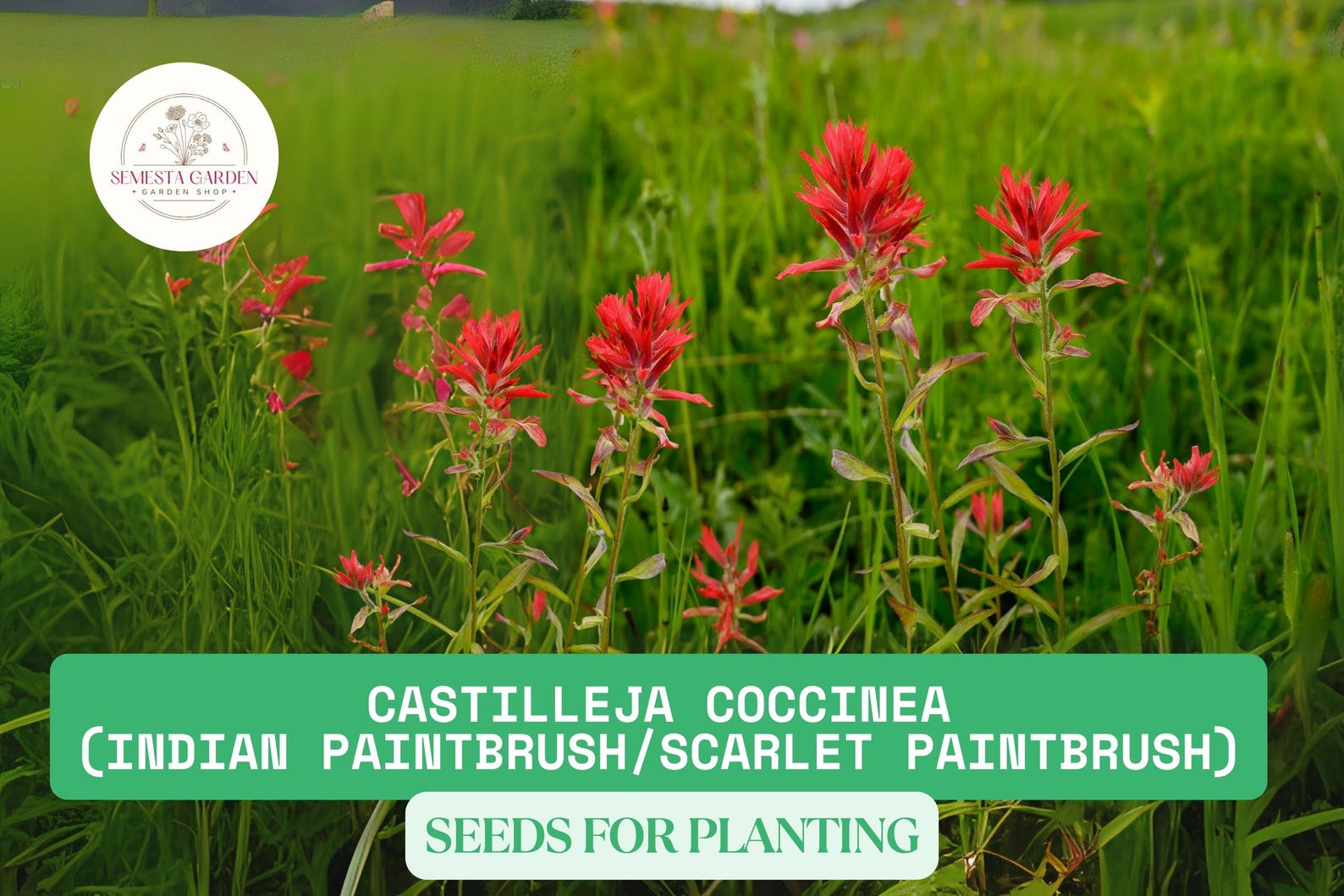 300 Indian Paintbrush Seeds - Castilleja Coccinea | Native Scarlet ...