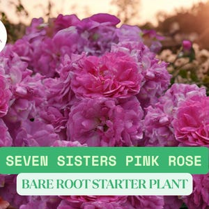 Seven Sisters Pink Rose Climbing Rambler – Live Bareroot Plant 6-10 ...