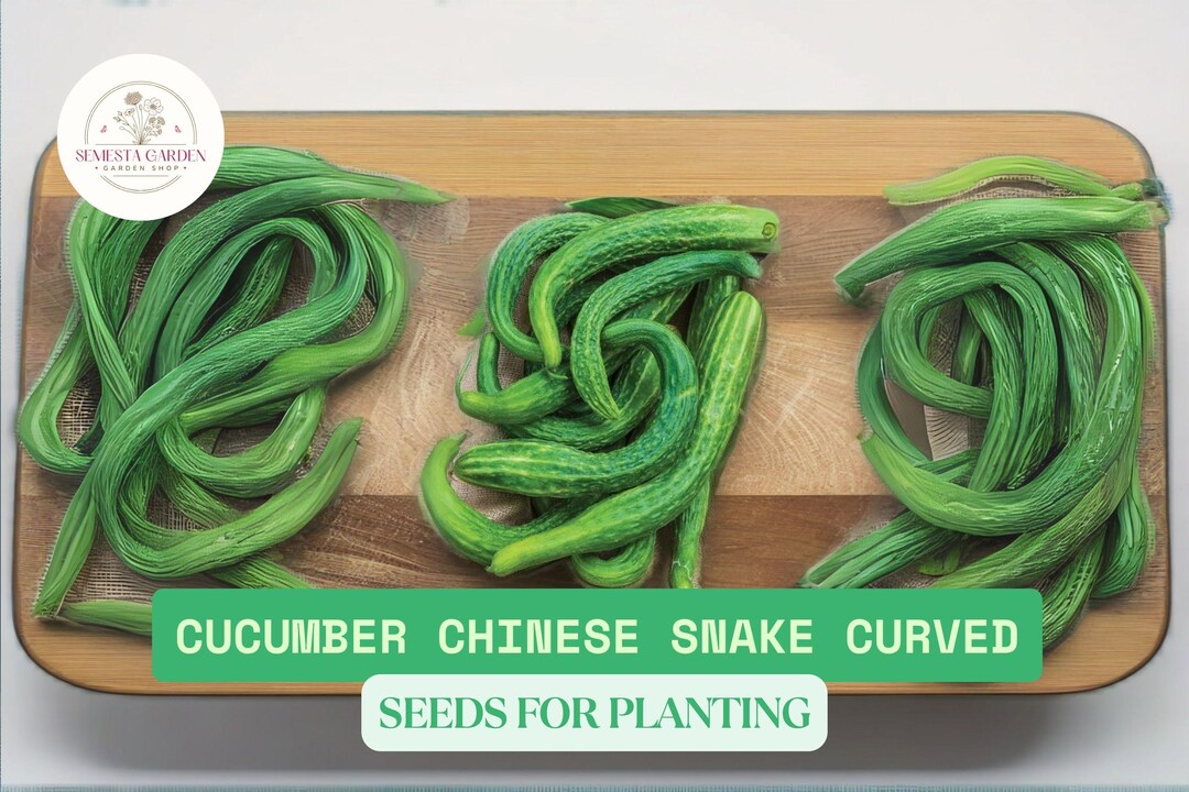 Chinese Snake Cucumber Seeds – 10 Curved Cucumis Sativus Seeds | Unique ...