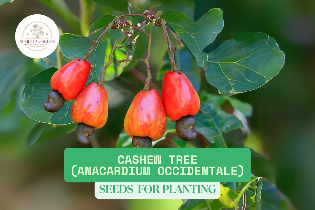 6 Cashew Tree Seeds for Planting – Anacardium Occidentale, Tropical ...