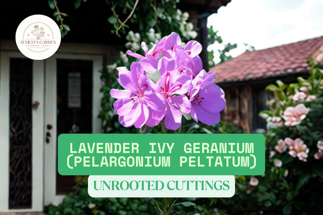 Lavender Ivy Geranium Cuttings – 3 Unrooted Pelargonium Peltatum Starts ...