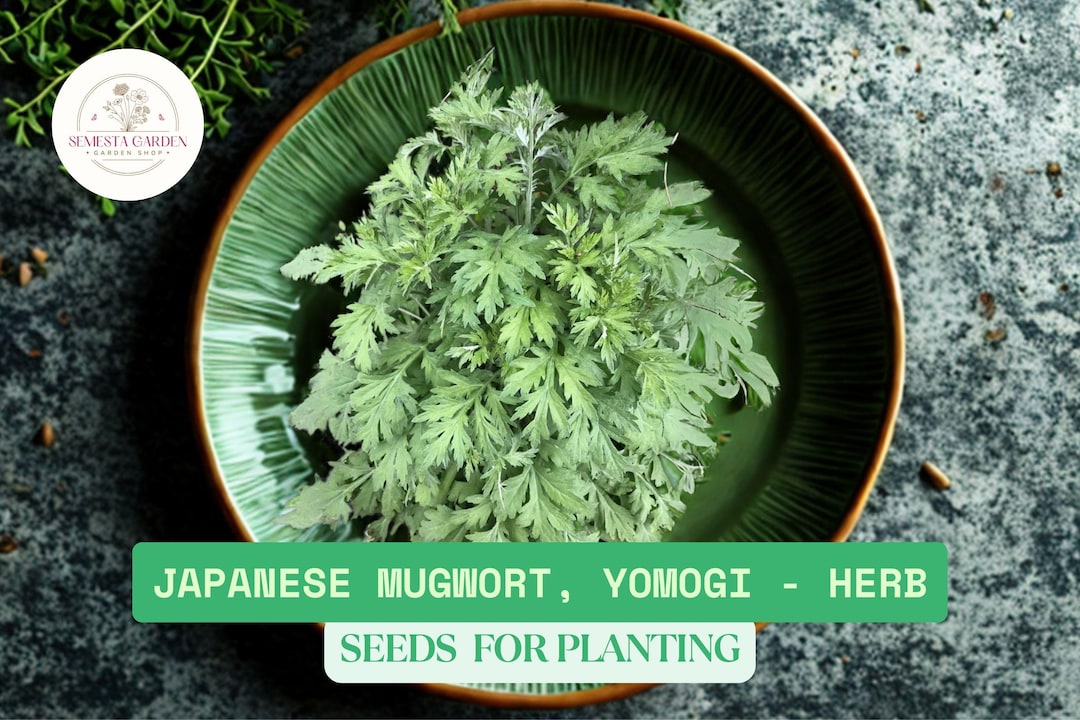 100mg Japanese Mugwort Seeds for Planting (yomogi) – Medicinal Herb ...