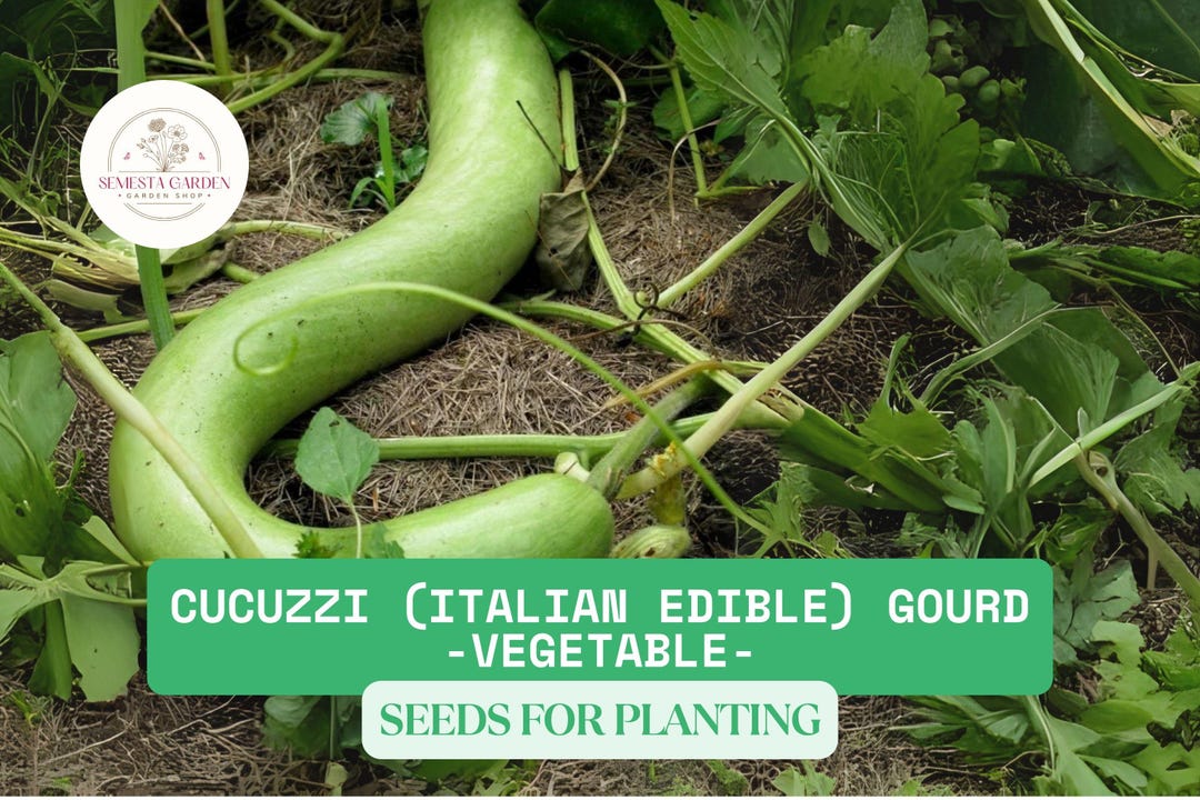 10 Cucuzzi Gourd Seeds – Italian Edible Snake Gourd, Long Green ...
