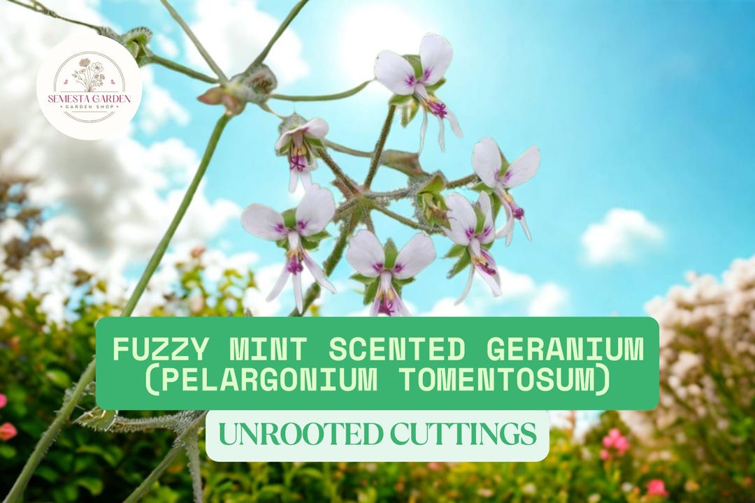 3 Fuzzy Mint Scented Geranium Unrooted Cuttings – Pelargonium ...