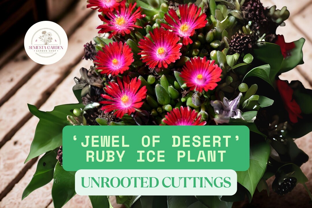 Jewel of Desert Ruby Ice Plant Cuttings | Delosperma Cooperi | 12 ...