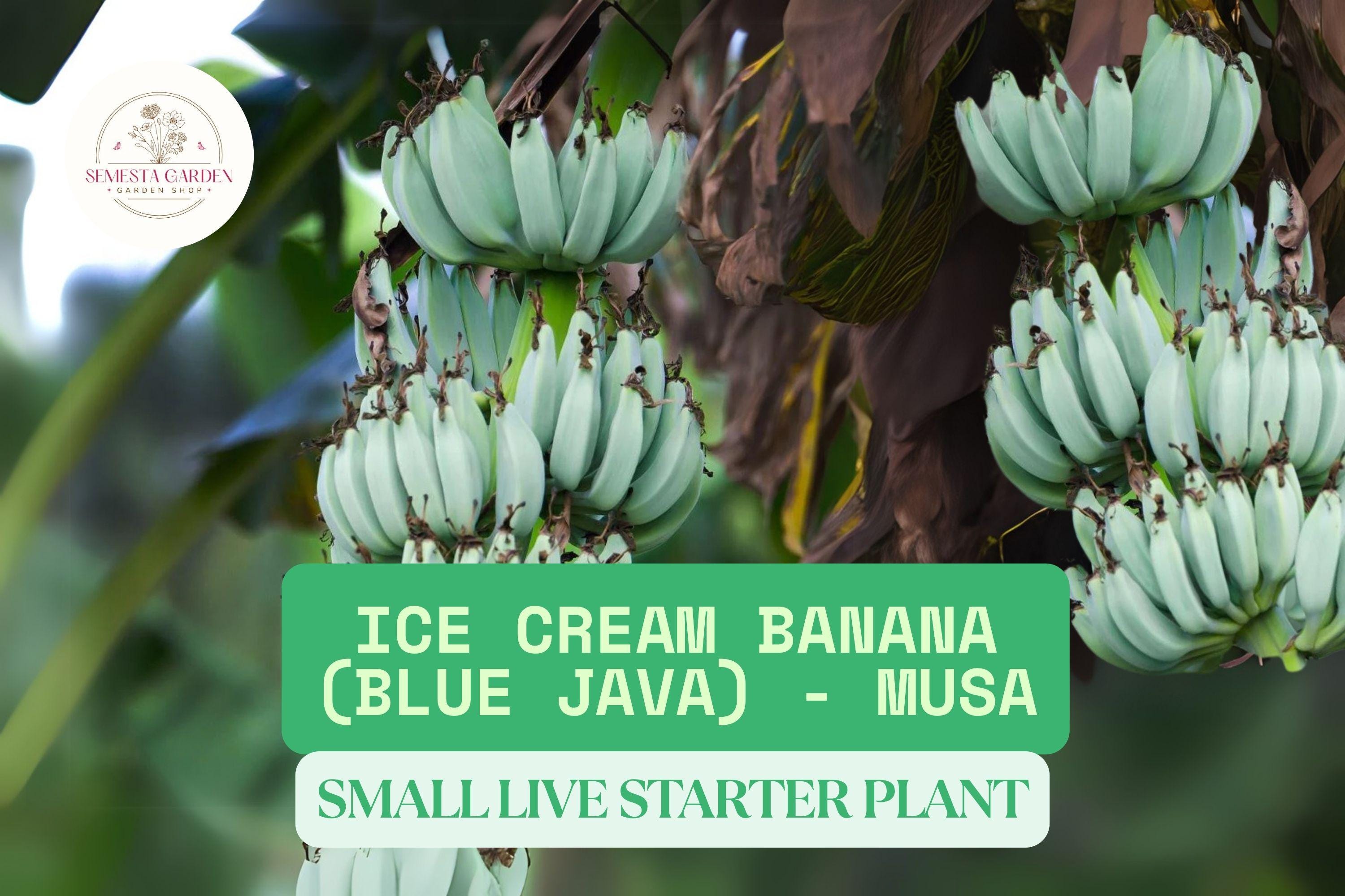 Ice Cream Banana Starter Plant - Blue Java Musa | 3–8” Tall Live Plant ...
