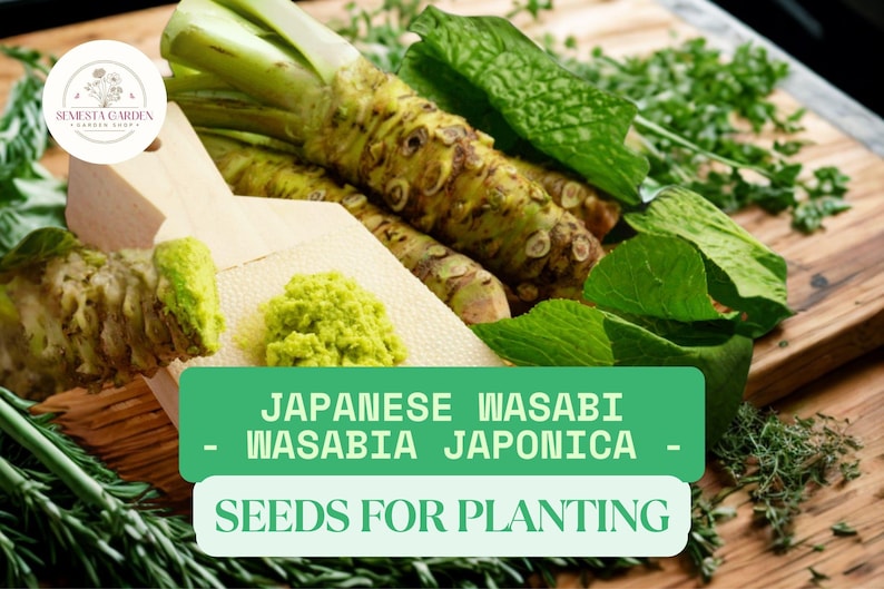 5 Japanese Wasabi Seeds – Wasabia Japonica – Rare Seeds for Planting ...