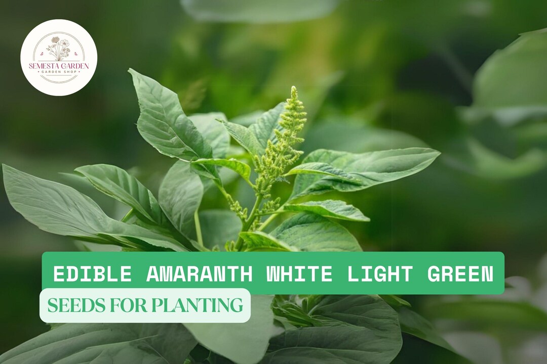 500mg Edible Amaranth White Light Green Seeds – Heirloom Leafy ...
