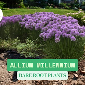Allium Millenium Starter Plant – Ornamental Onion Live Plant, Purple ...