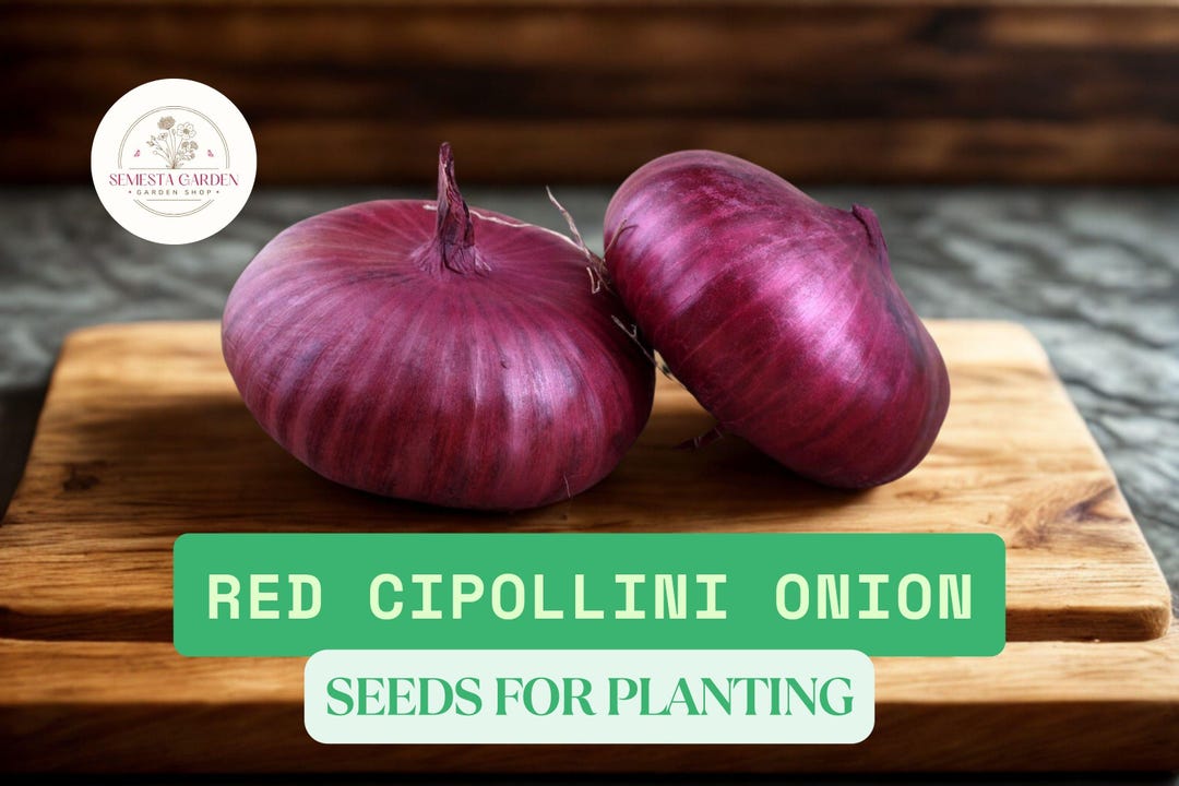 25 Red Cipollini Onion Seeds for Planting – NON-GMO Italian Red Onion ...