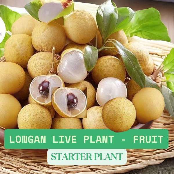 Rare Asian Fruit Tree - Etsy