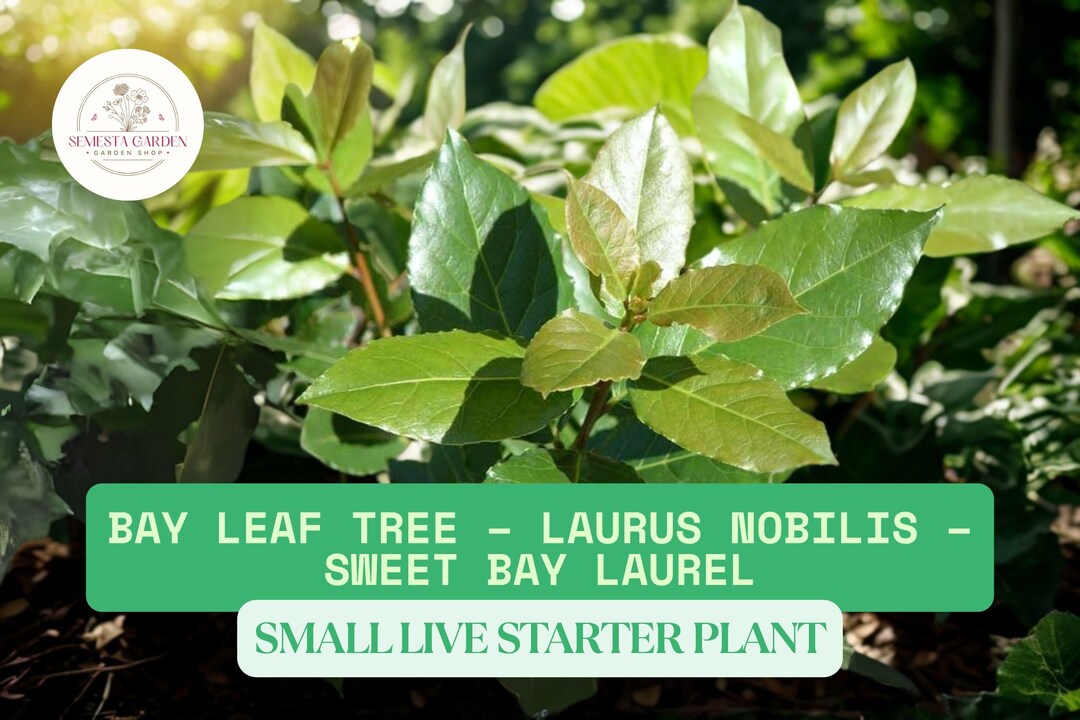 1 Bay Leaf Tree Small Live Starter Plant Approx. 3–4” in Grow Cup ...