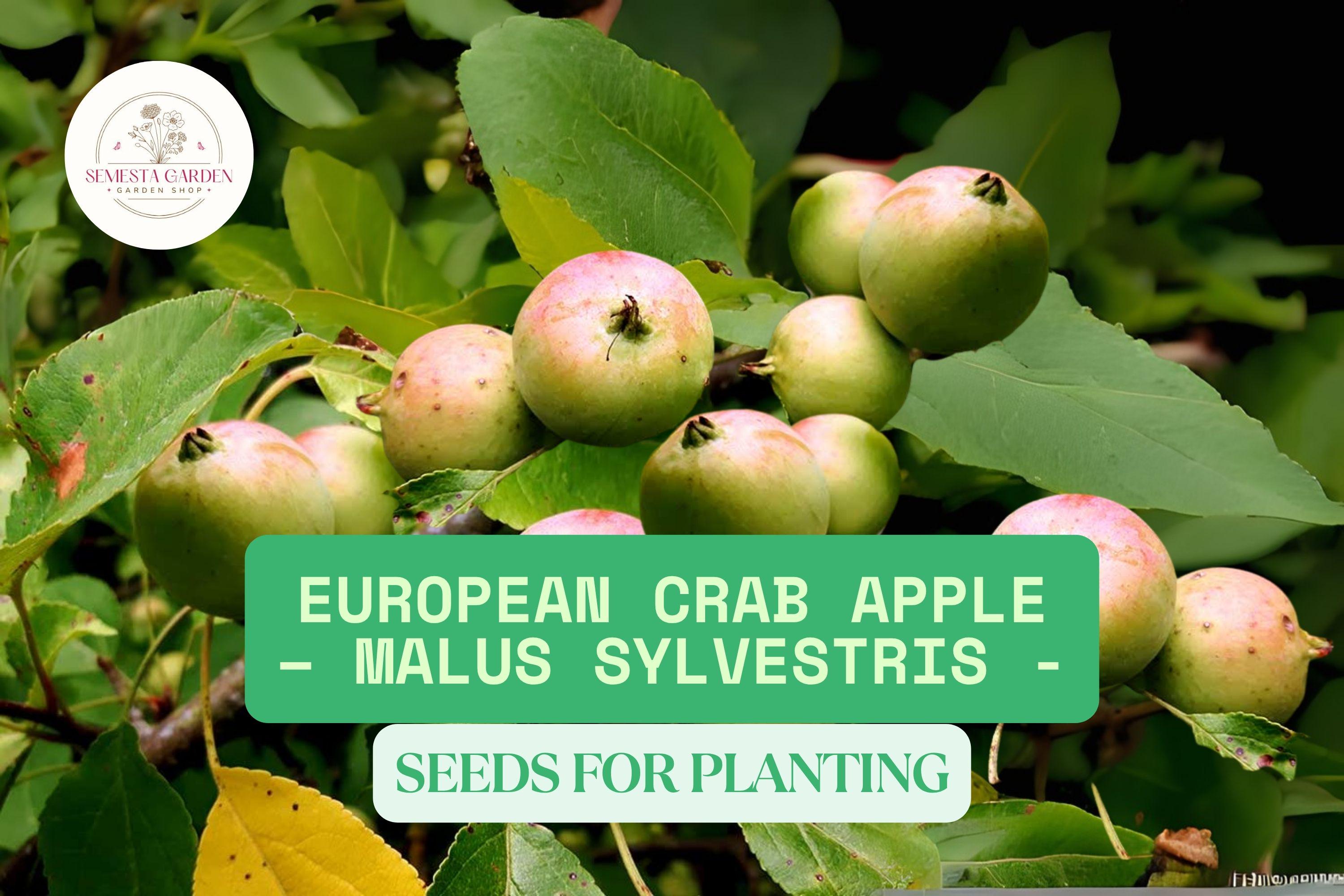 20 European Crab Apple Tree Seeds for Planting – Malus Sylvestris ...