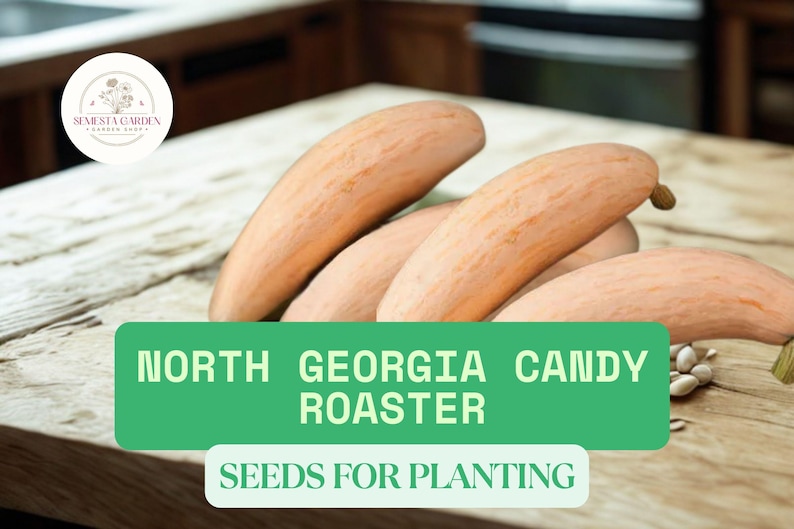 10 North Georgia Candy Roaster Seeds for Planting – Heirloom Winter ...