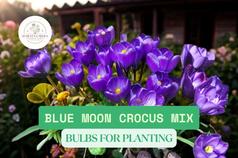 Blue Moon Crocus Mix Bulbs – 10 Large Bulbs for Planting, Vibrant ...