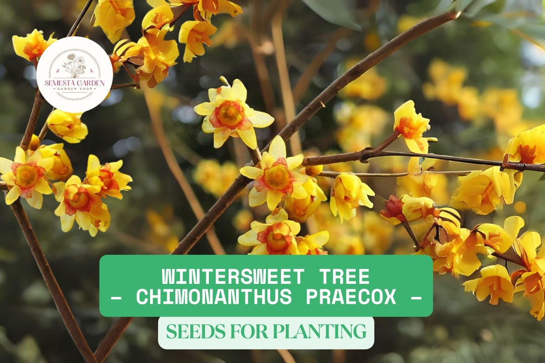 10 Wintersweet Tree Seeds for Planting – Chimonanthus Praecox ...
