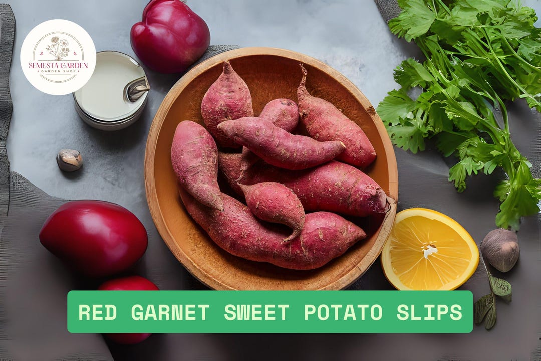 3 Red Garnet Sweet Potato Slips – Live Slips for Planting – Grow Sweet ...