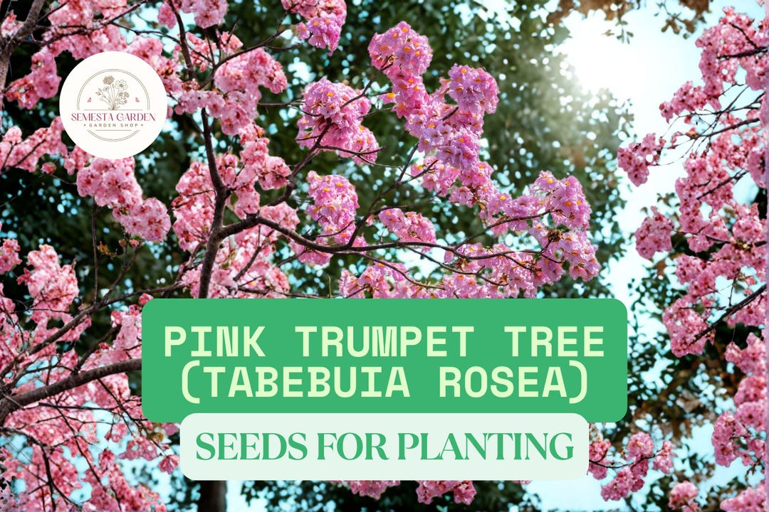 Pink Trumpet Tree Seeds – 30 Seeds – Tabebuia Rosea Ornamental Tree ...