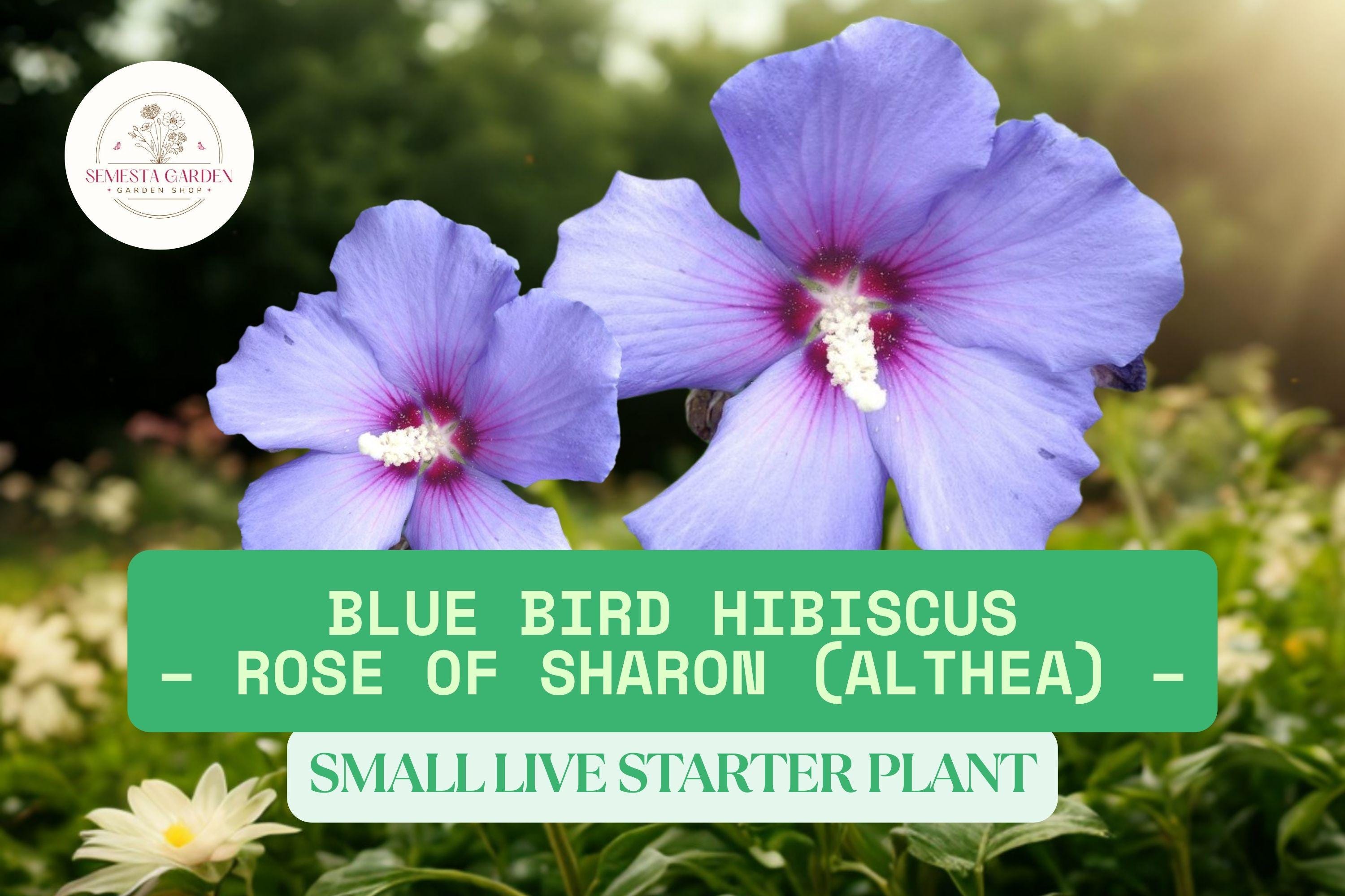 1 Blue Bird Hibiscus Bare Root Live Plant – Blue Flower With Red Center ...