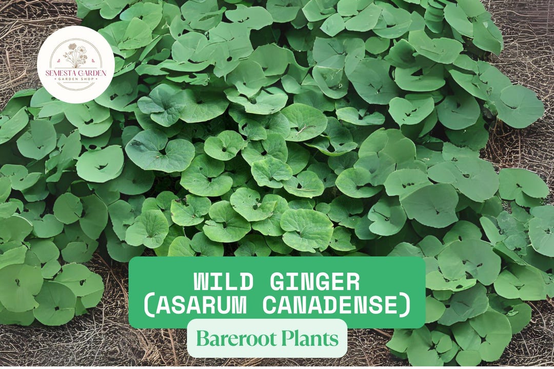 Wild Ginger Bare Root Plants | Asarum Canadense | Native Shade ...