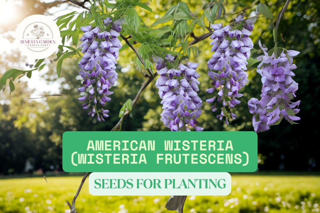 10 American Wisteria Seeds for Planting – Wisteria Frutescens – Native ...