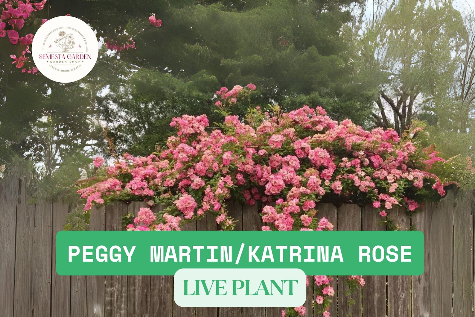 Peggy Martin Climbing Rose Live Plant – 1-2 Ft Hardy Fast Growing Pink ...